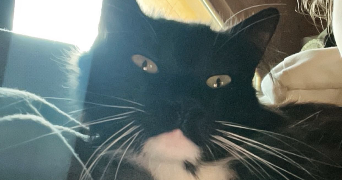 Faites garder votre animal par Manon - Pet sitter à PERPIGNAN (66000)