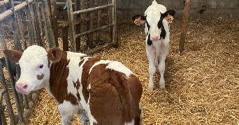 Faites garder votre animal par Emie - Pet sitter à ST GIRONS (09200)