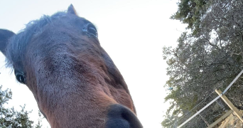 Faites garder votre animal par Manon - Pet sitter à PERPIGNAN (66000)