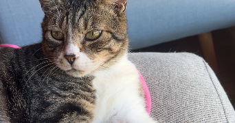 Faites garder votre animal par Manon - Pet sitter à PERPIGNAN (66000)