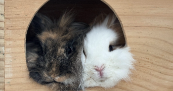 Faites garder votre animal par Alison - Pet sitter à LA GARDE (83130)