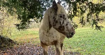 Faites garder votre animal par Emie - Pet sitter à ST GIRONS (09200)