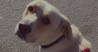 Faites garder votre animal par Alison - Pet sitter à LA GARDE (83130)